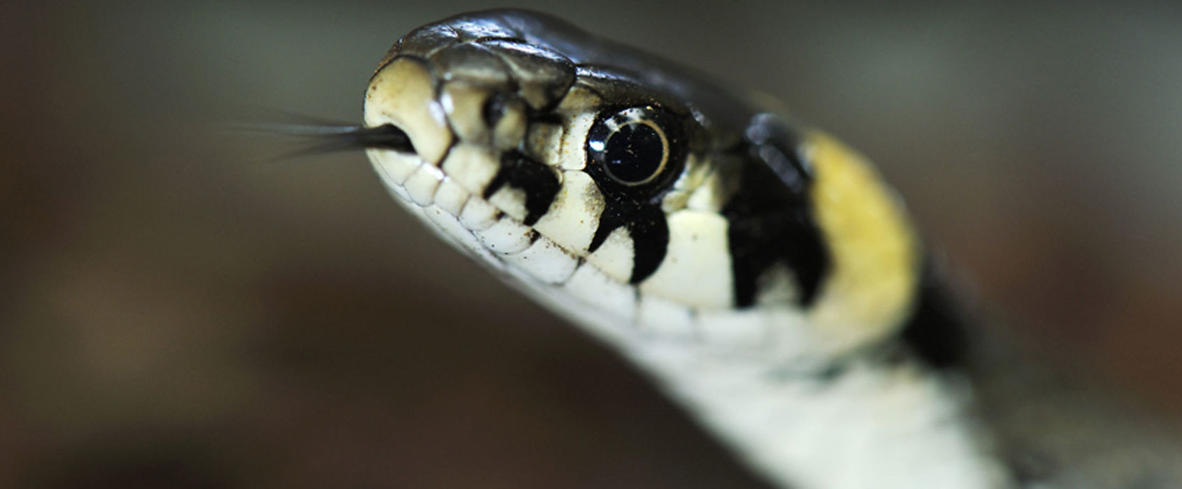 Ormar på Skansen – fakta om snok | Skansen.se