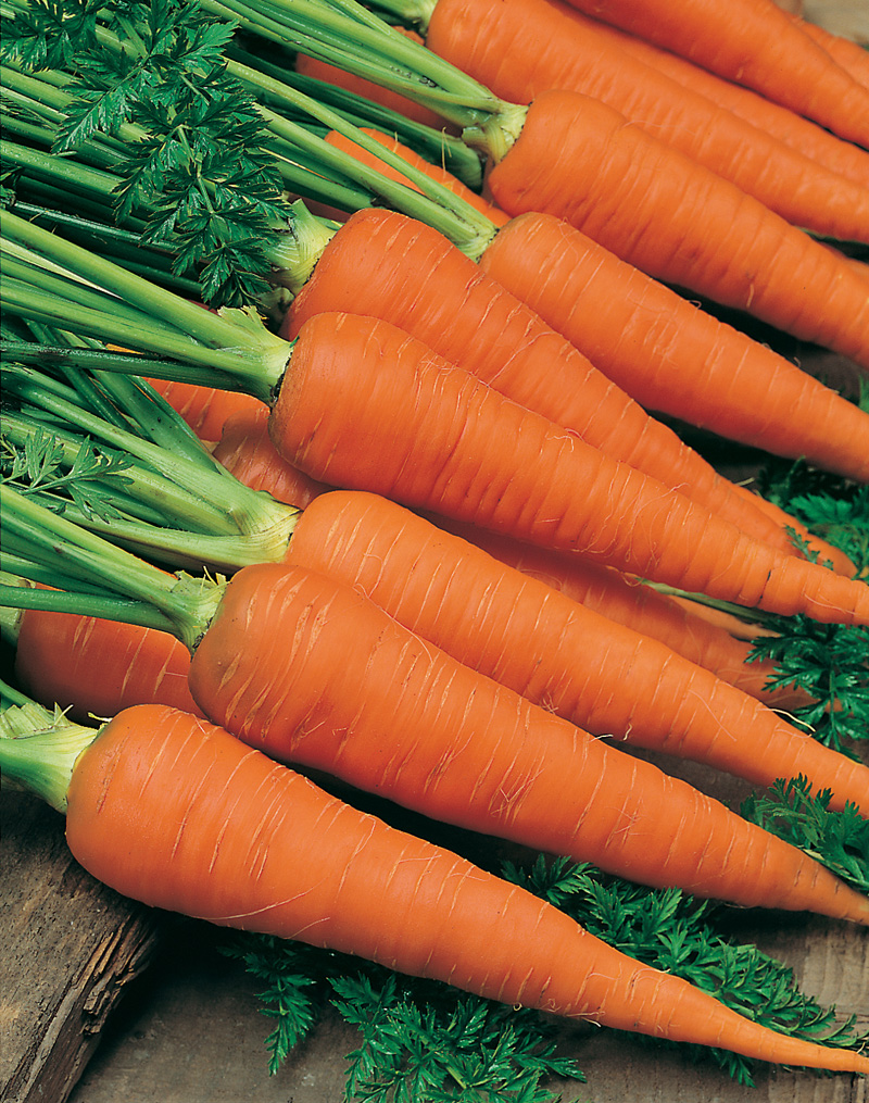 Carrot Autumn King 2 Seed Tape|D. T. Brown Vegetable Seeds Carrot Autumn King 2 Seed Tape|D. T. Brown Vegetable Seeds
