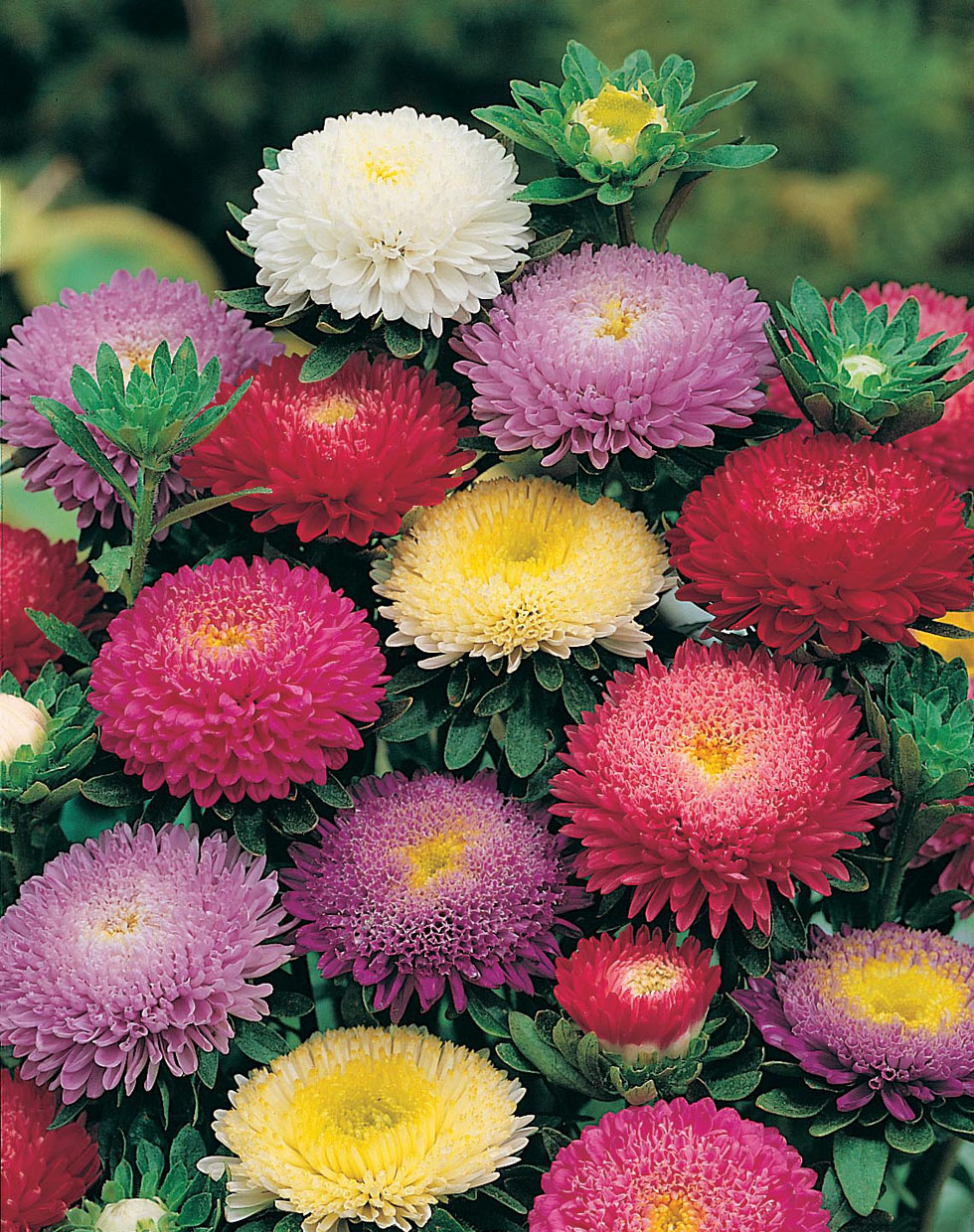 Aster Pompon Mixed Seeds from Mr Fothergill's Seeds and Plants
