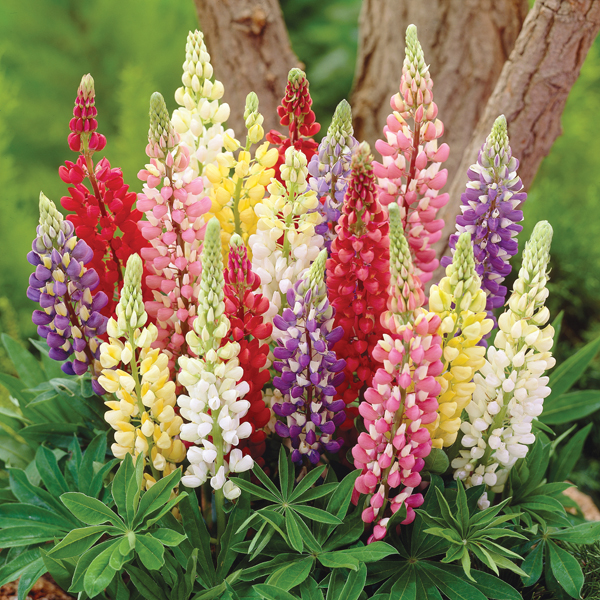 Lupin Russell Hybrids Mixed|Woolmans Flower Plants