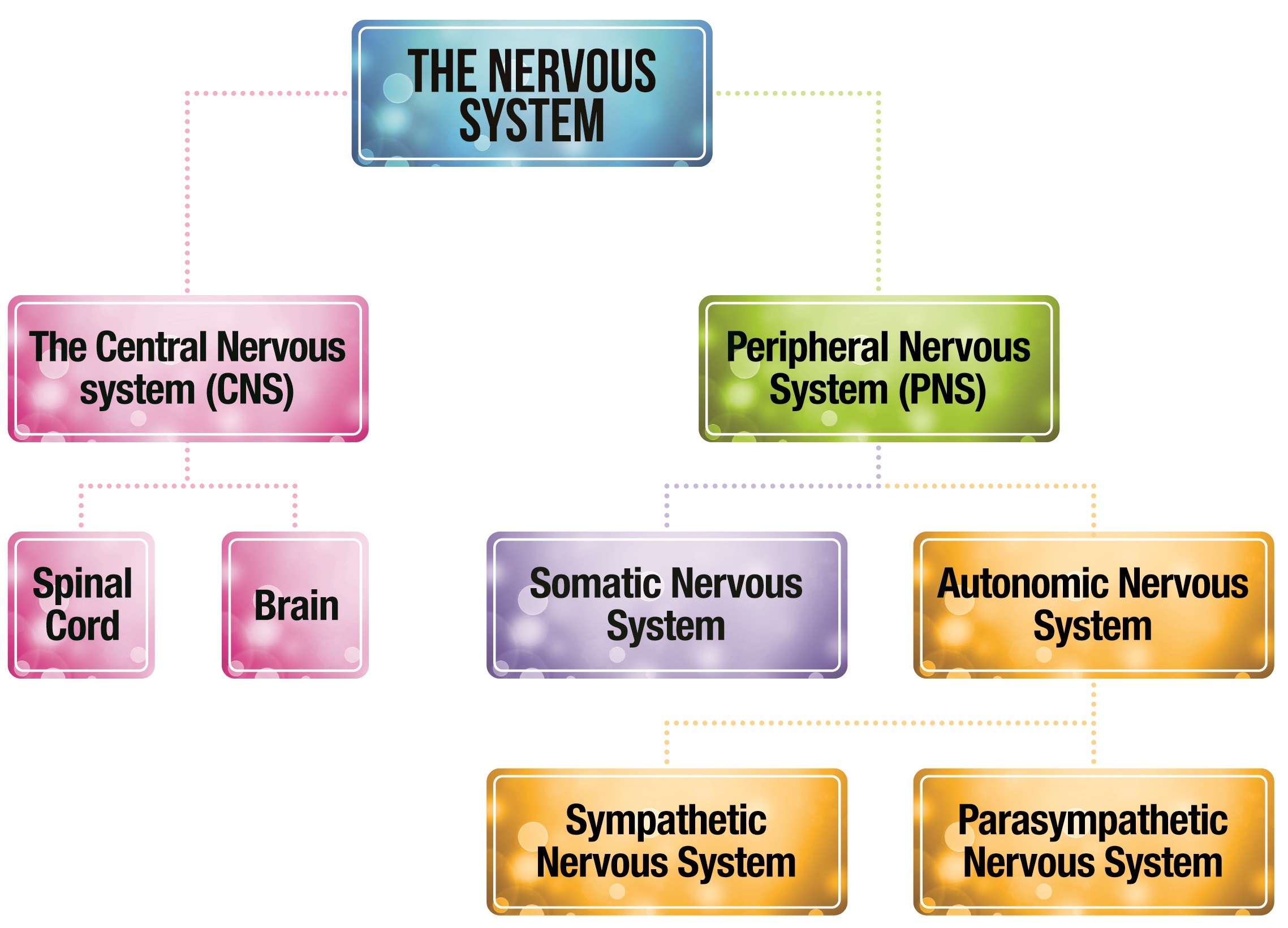 Nervous System Classification Chart Nervous System Classification Chart
