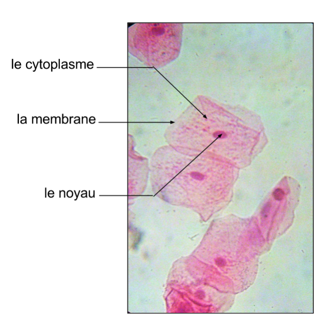 La cellule : unité du vivant - Fiche de révision Afterclasse