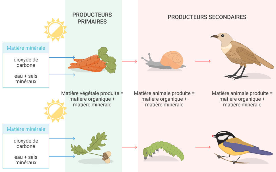 Matière et énergie : les besoins des êtres vivants > Schémas - cours en ...