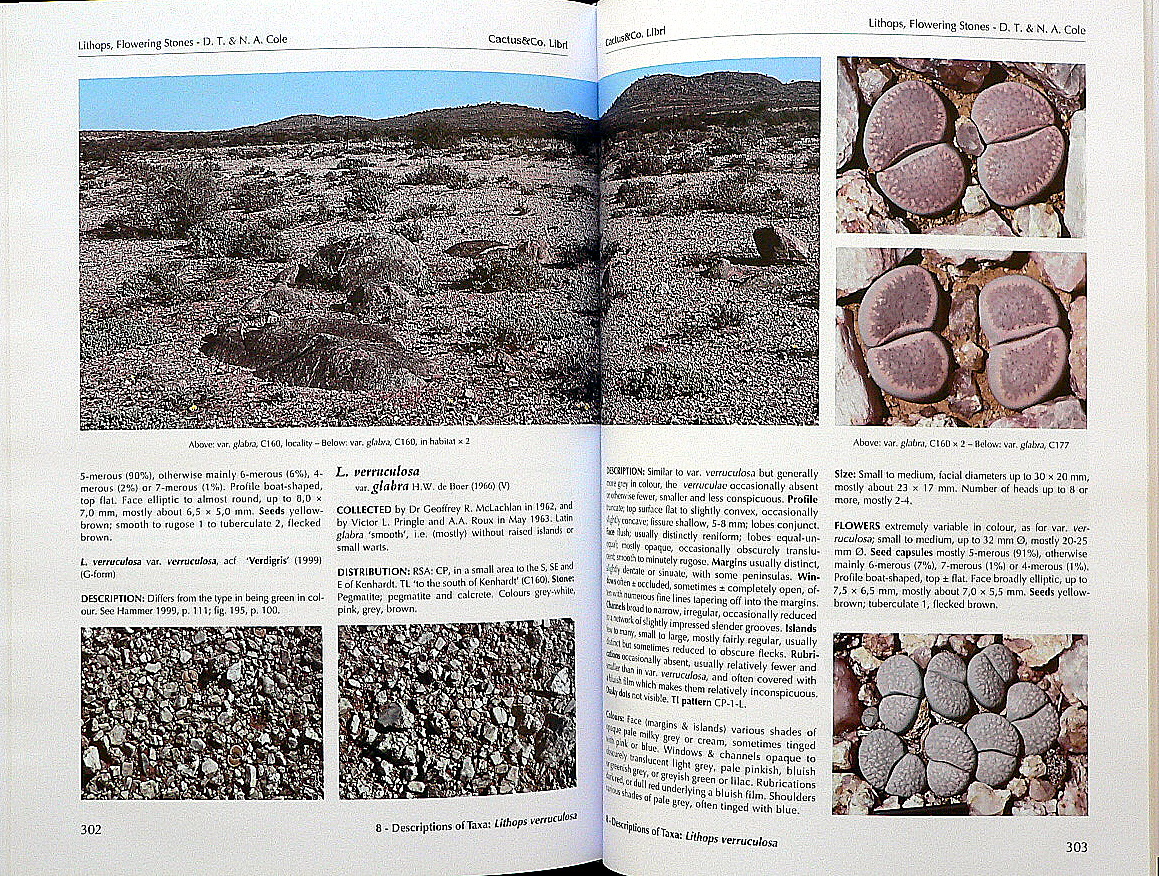 Lithops Flowering Stones (signed By Both Authors) - Auction #12 ...