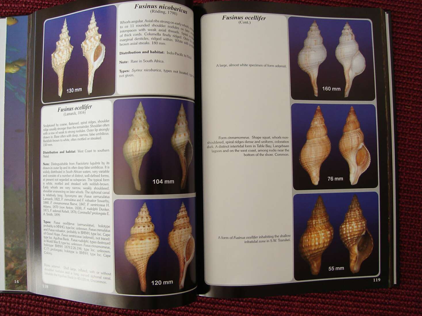 Identification Guide To The Sea Shells Of South Africa Volume 1 ...