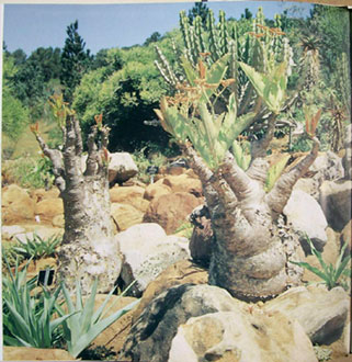 Caudiciform & Pachycaul Succulents - Auction #37 | AntiquarianAuctions.com