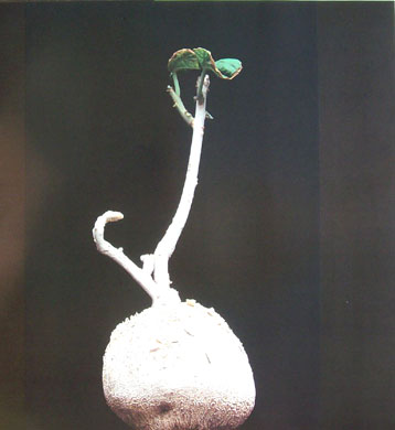 Caudiciform & Pachycaul Succulents - Auction #37 | AntiquarianAuctions.com