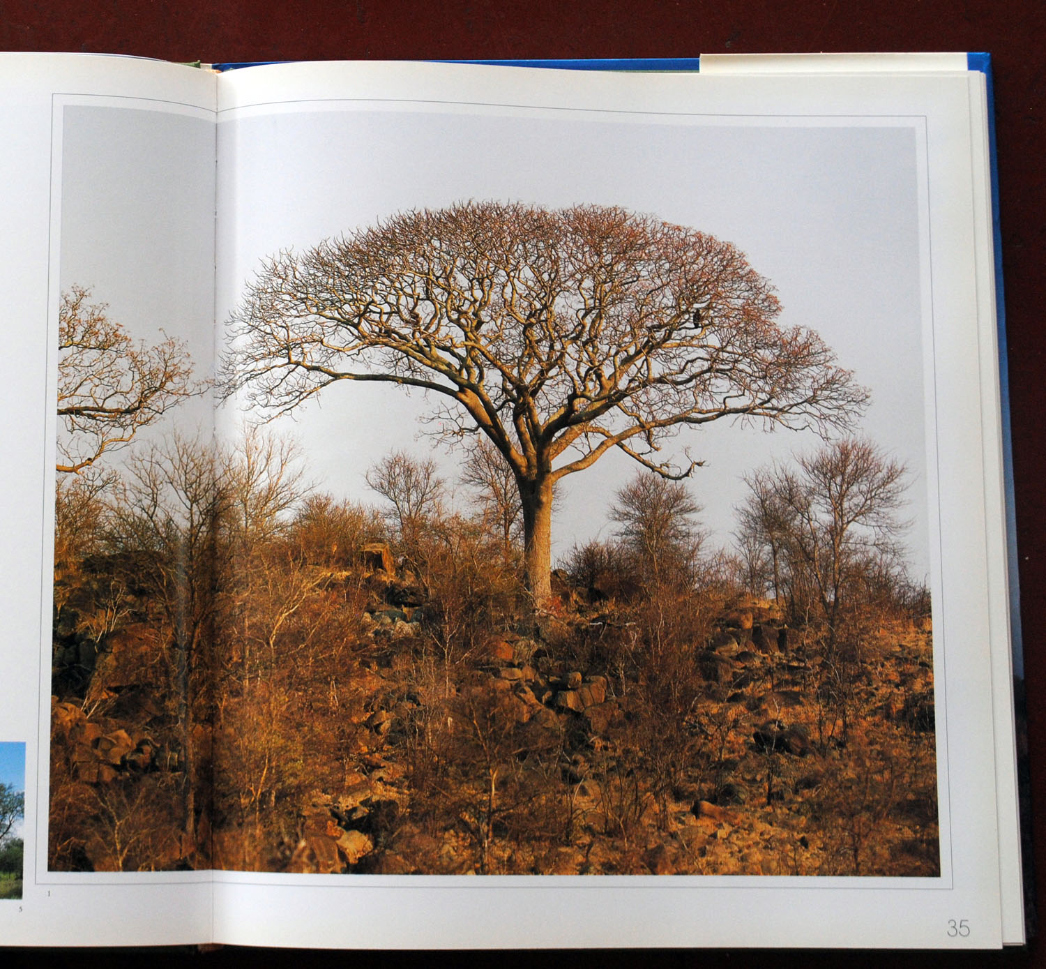 Bushveld Trees: Lifeblood Of The Transvaal Lowveld (signed) - Auction ...