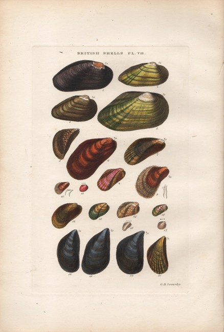 Illustrated Index Of British Shells - Auction #41 | AntiquarianAuctions.com