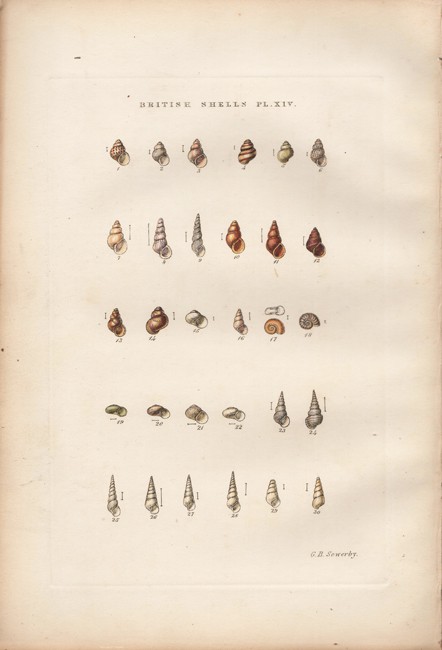 Illustrated Index Of British Shells - Auction #41 | AntiquarianAuctions.com