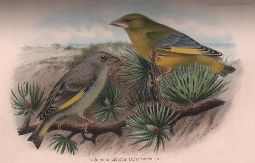 The Birds Of Tunisia - Auction #54 | AntiquarianAuctions.com