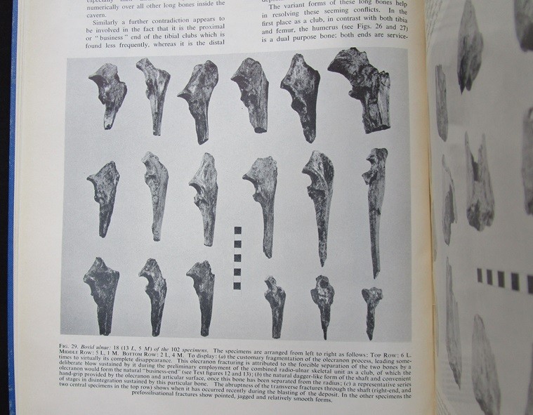 The Osteodontokeratic Culture Of Australopithecus Prometheus - Auction ...