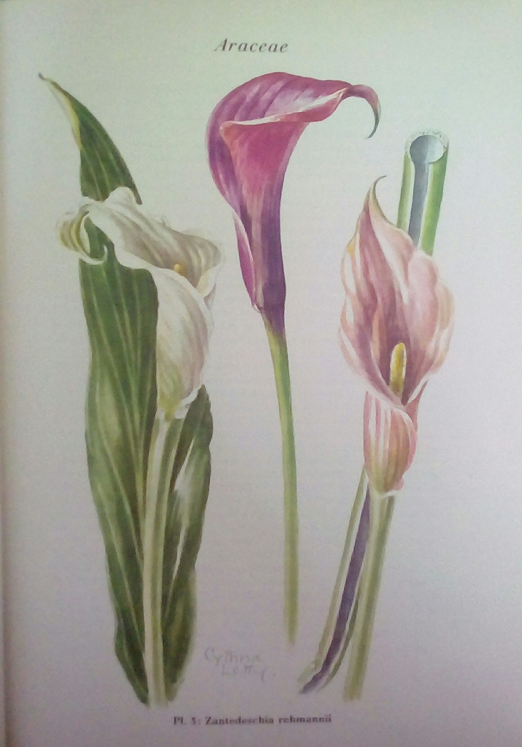 Wild Flowers Of The Transvaal (signed By Cythna Letty On The Title Page ...