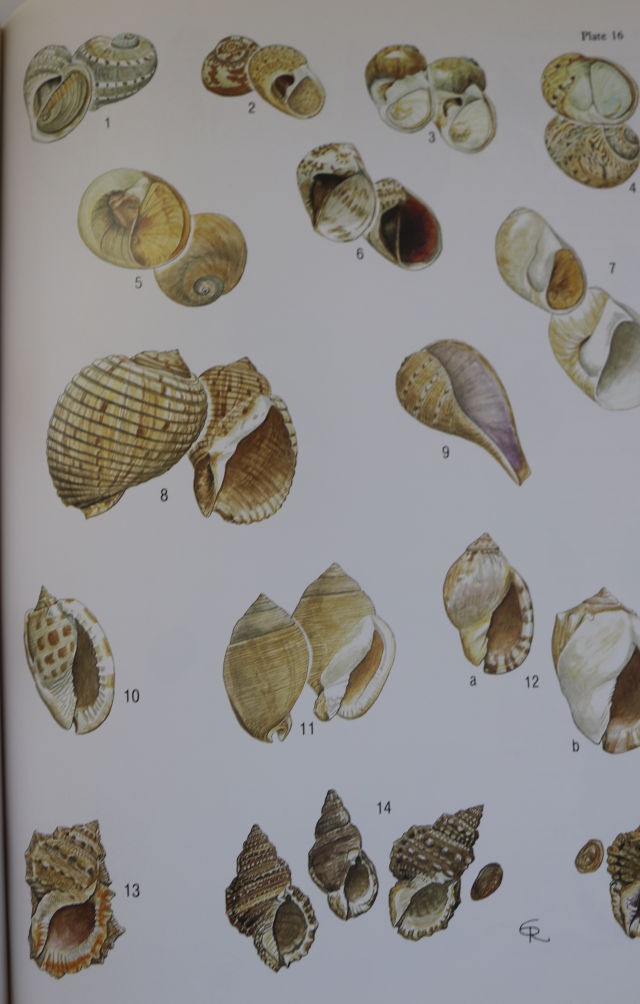 Sea Shells Of Southern Africa - Auction #104 | AntiquarianAuctions.com