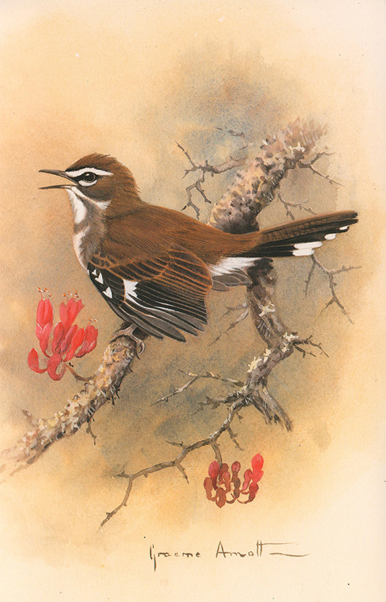 Robins Of Africa (collectors' Edition) - Auction #104 ...