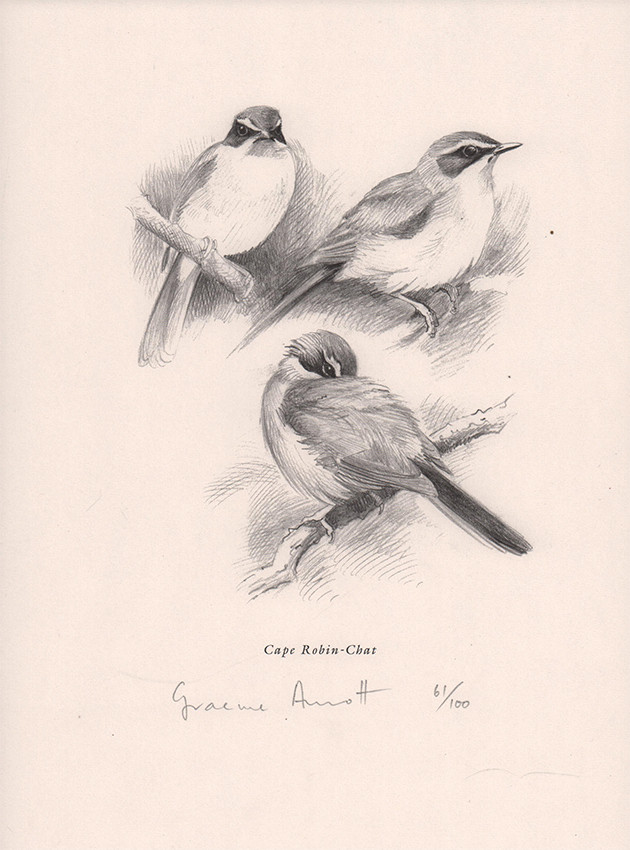 Robins Of Africa (collectors' Edition) - Auction #104 ...