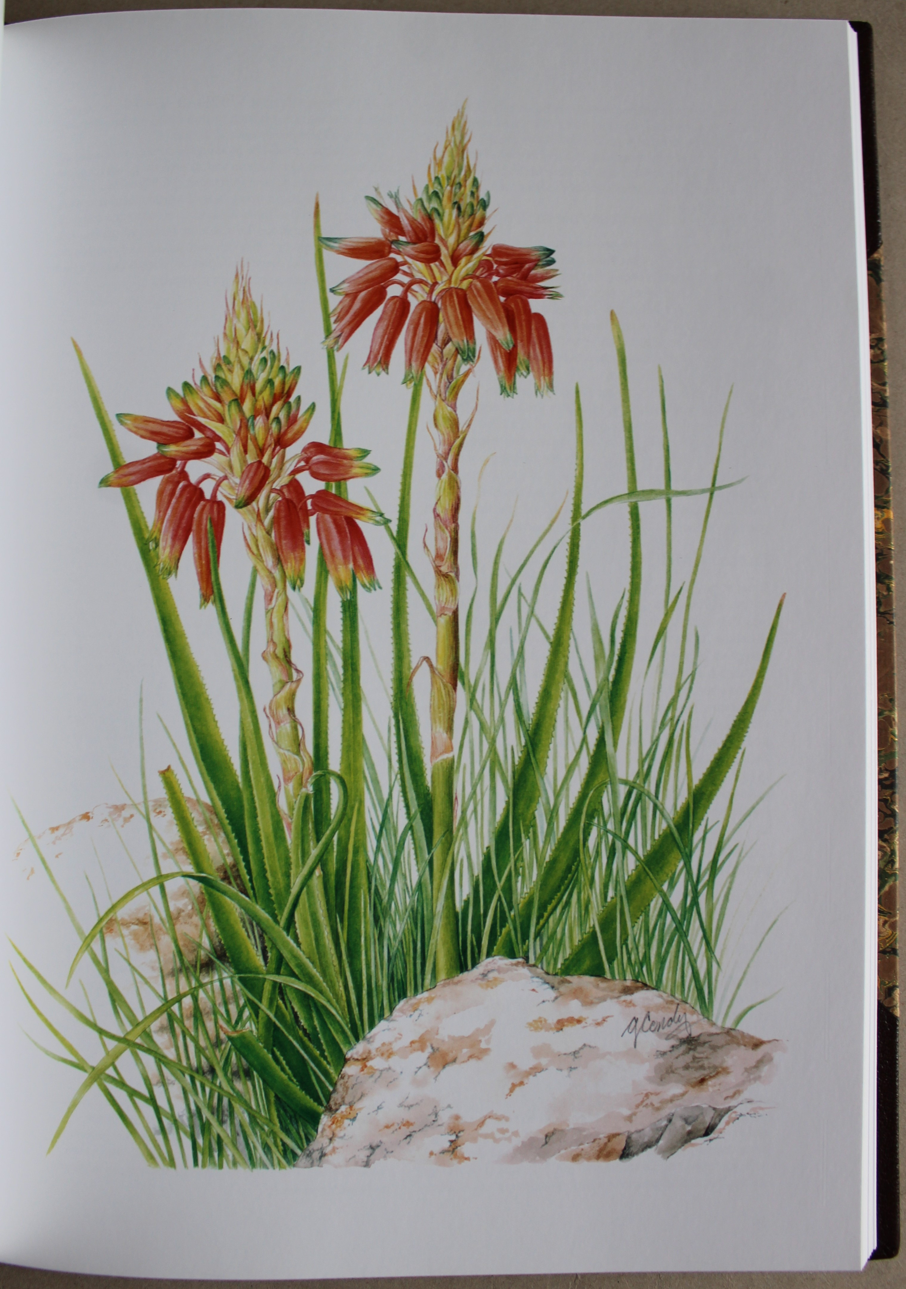 Grass Aloes In The South African Veld - Auction #113 ...