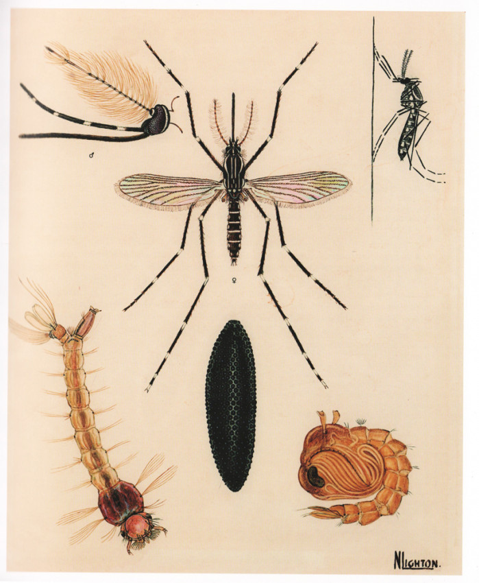 Lighton’s Insects Of Medical Importance - Auction #114 ...