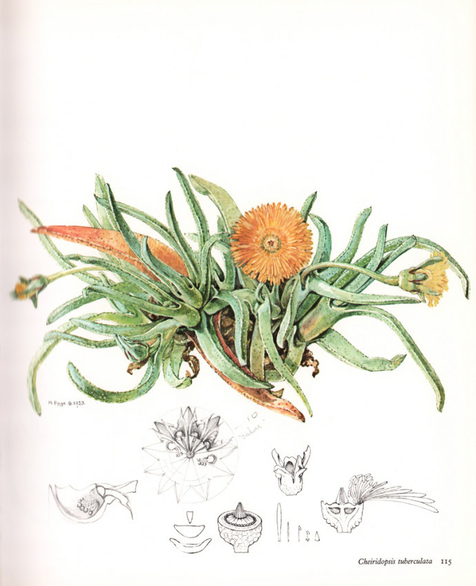 The Genera Of The Mesembryanthemaceae - Auction #118 ...