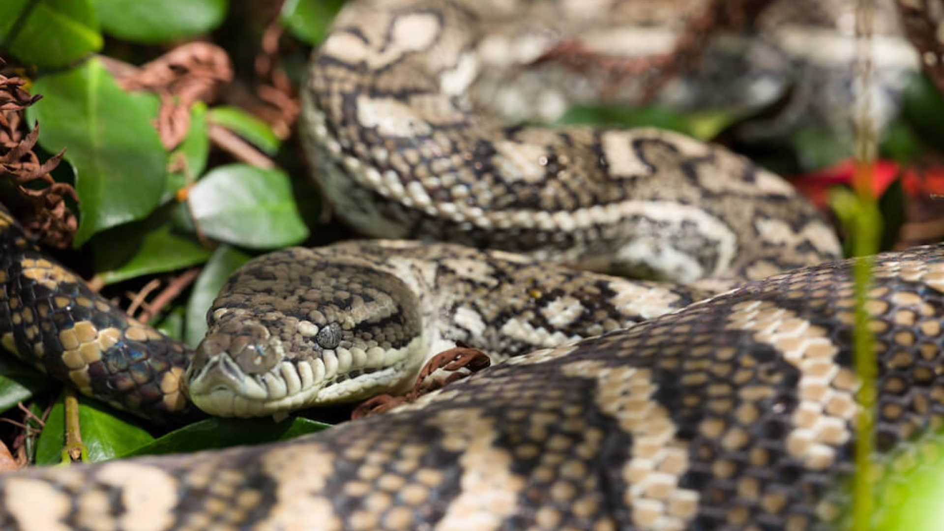 Carpet Pythons | Ecosupport