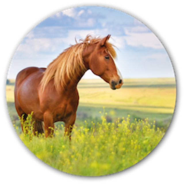 Large Mammal Fencing | Animex | Animex