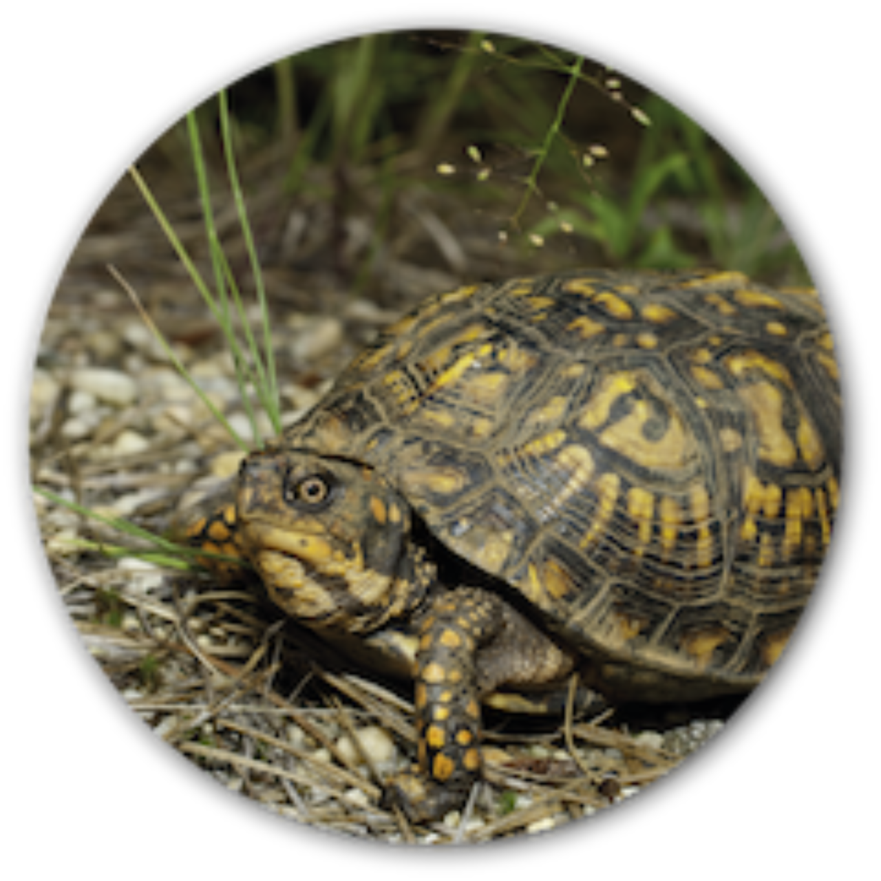 Turtle Fencing | Animex | Animex