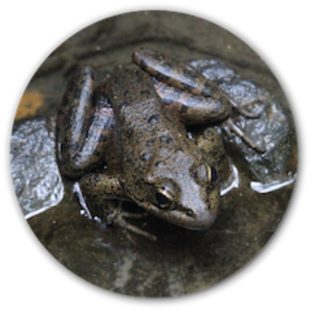 Frog Fencing | Animex | Animex