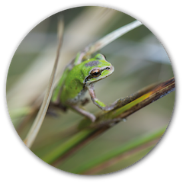 Frog Fencing | Animex | Animex