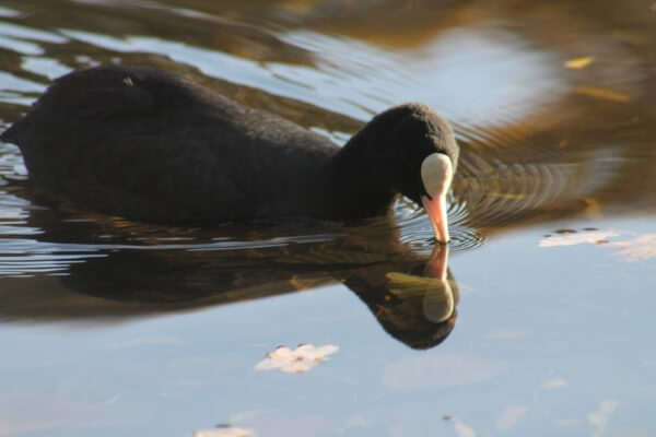 Bird Surveys - Phase I & II surveys in the UK | Ecosupport | Ecosupport