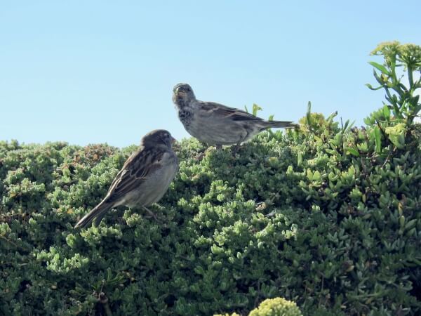 Bird Surveys - Phase I & II surveys in the UK | Ecosupport | Ecosupport