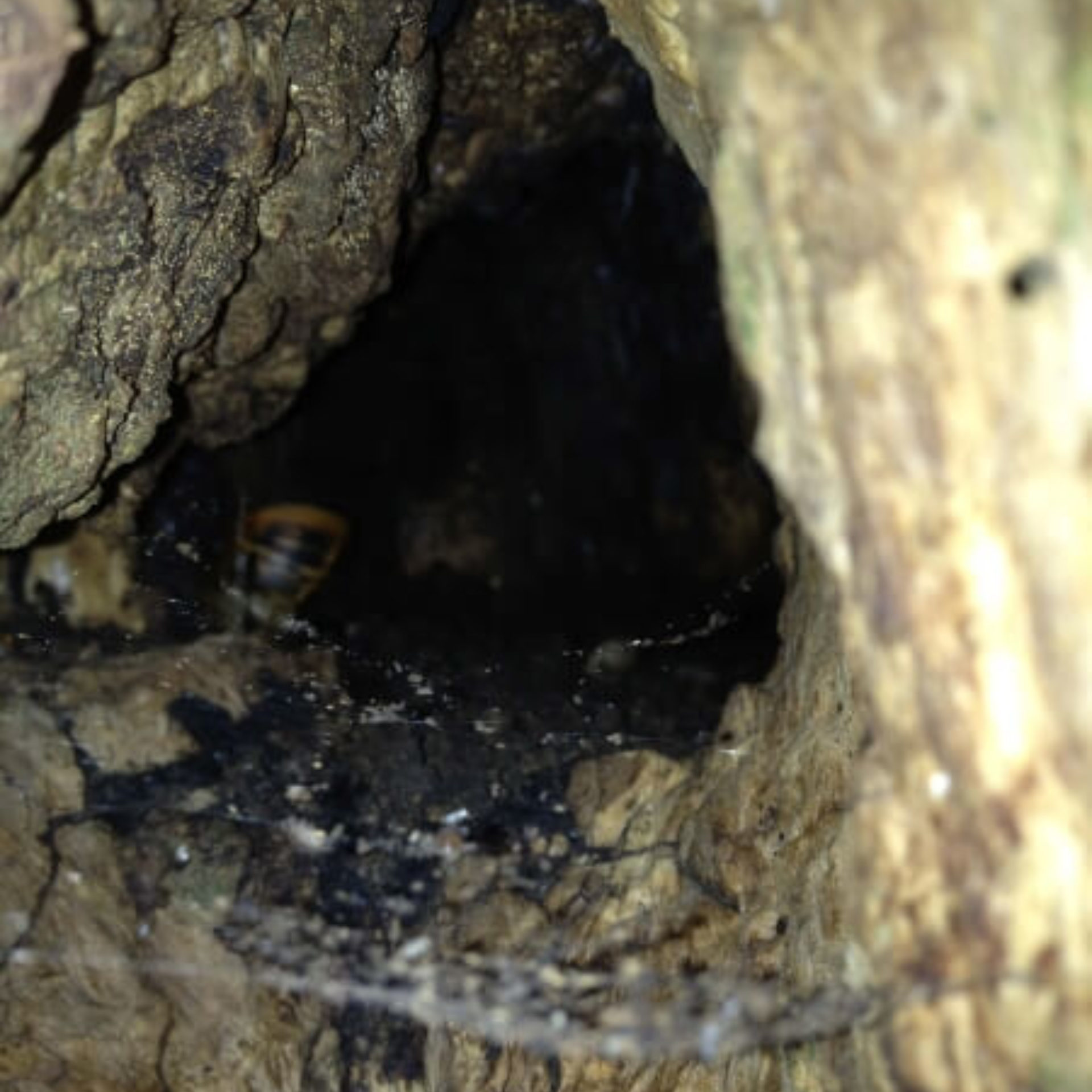 Bat Surveys - Phase I & II surveys in the UK | Ecosupport | Ecosupport