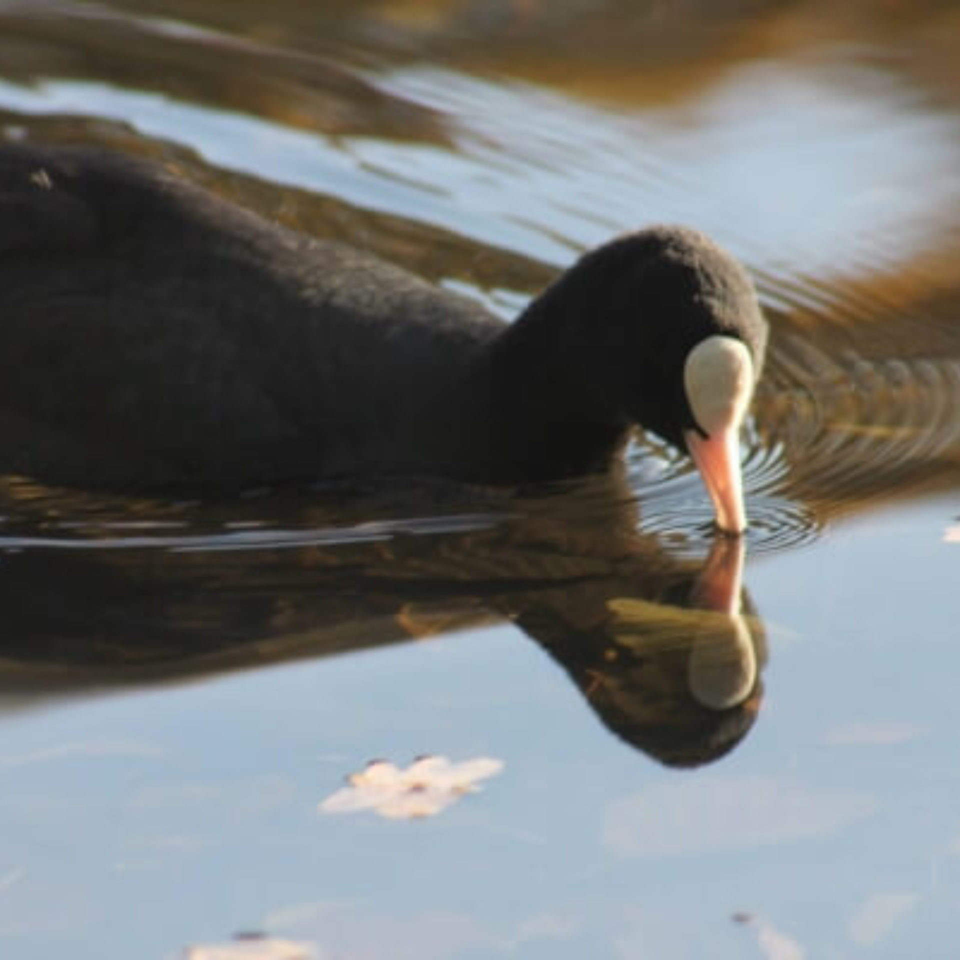 Bird Surveys - Phase I & II surveys in the UK | Ecosupport | Ecosupport