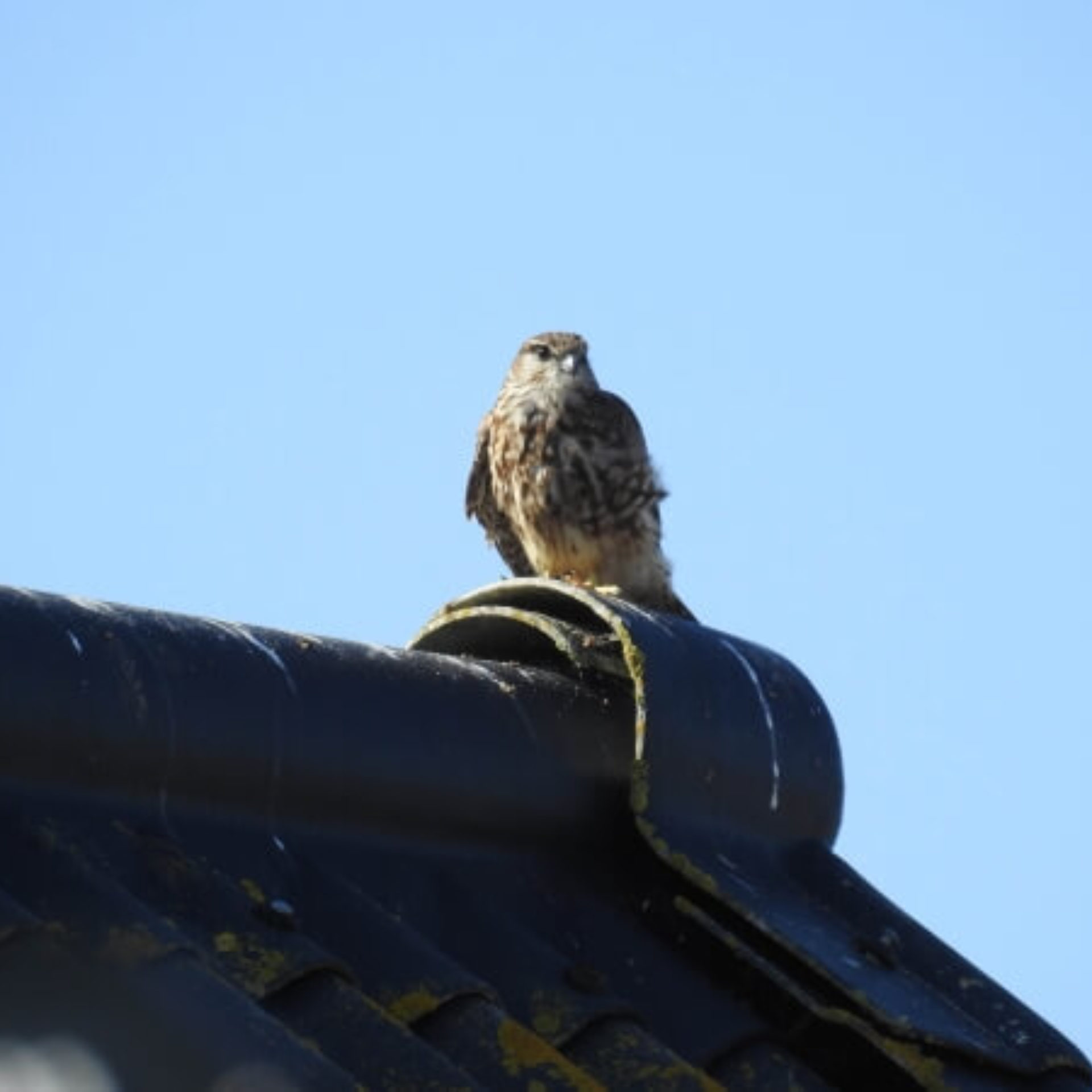 Bird Surveys - Phase I & II surveys in the UK | Ecosupport | Ecosupport