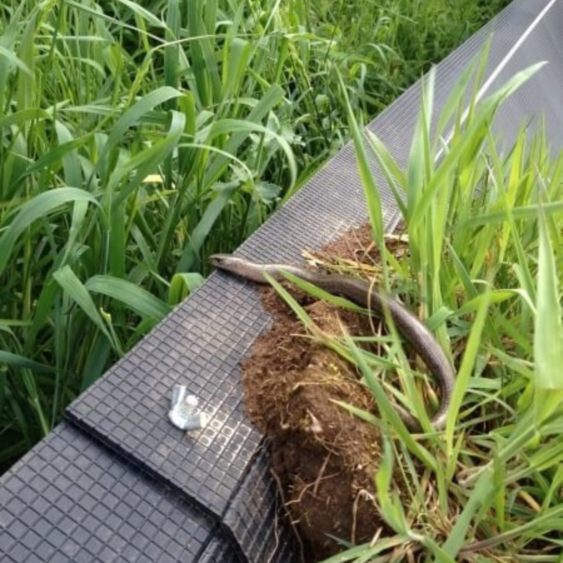 Wildlife Exclusion Fencing | Ecosupport | Ecosupport