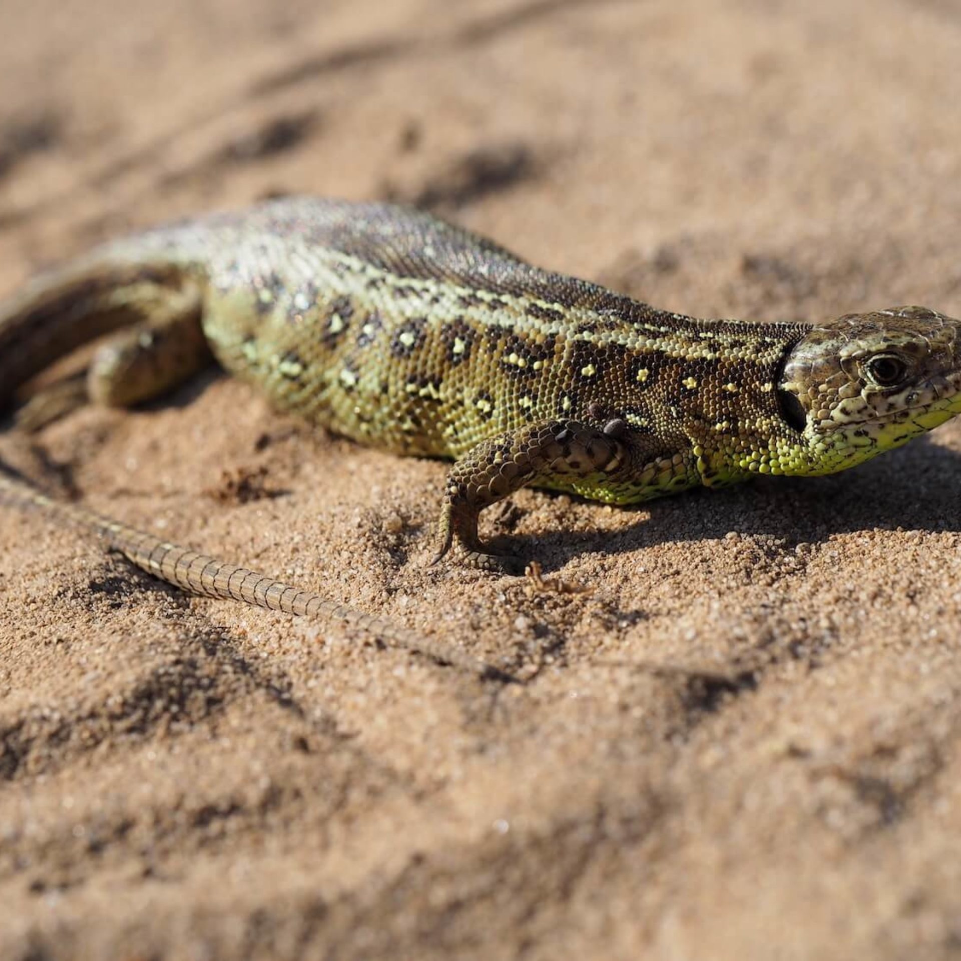 Reptile Surveys - Phase I & II surveys in the UK | Ecosupport | Ecosupport