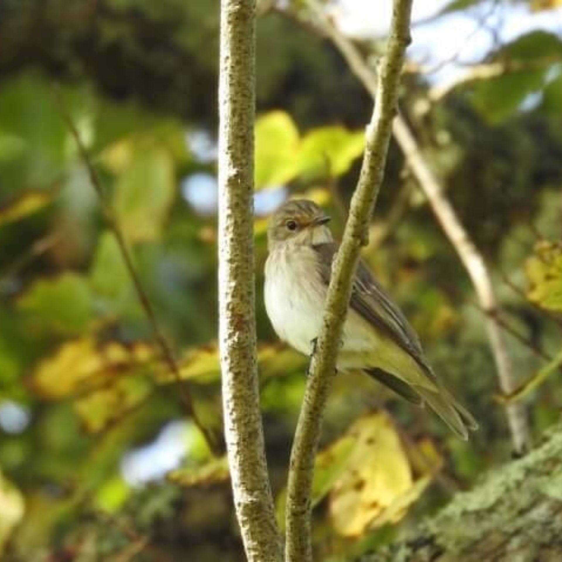 Bird Surveys - Phase I & II surveys in the UK | Ecosupport | Ecosupport