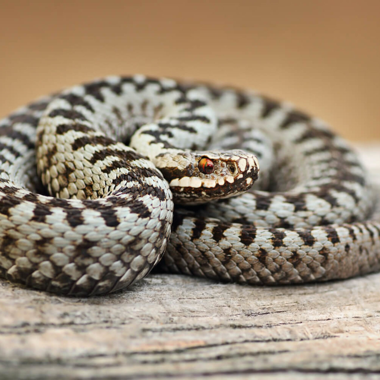 Reptile Surveys - Phase I & II surveys in the UK | Ecosupport | Ecosupport