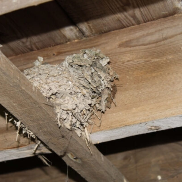 Bird Surveys - Phase I & II surveys in the UK | Ecosupport | Ecosupport