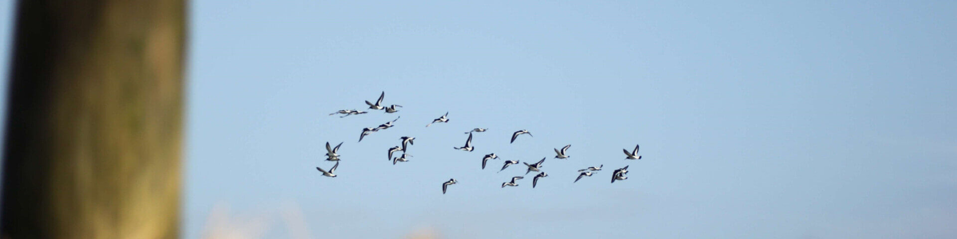 Bird Surveys - Phase I & II surveys in the UK | Ecosupport | Ecosupport