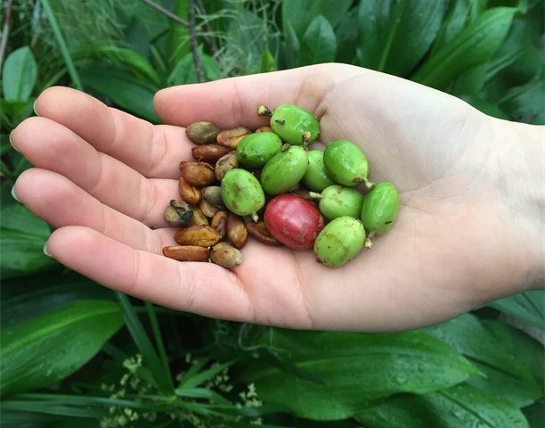 Smell the coffee (plants) - Cambridge University Botanic Garden