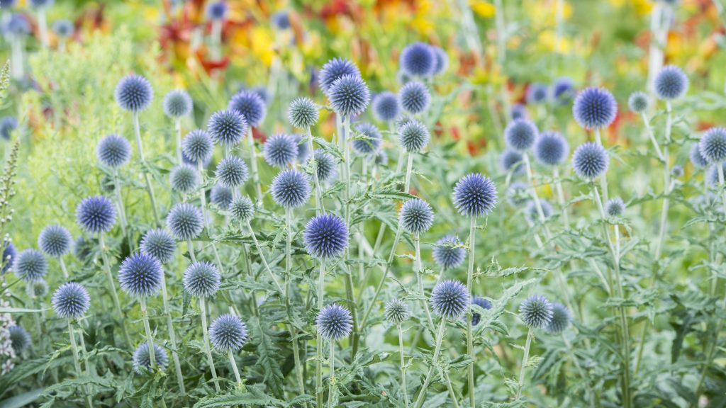 The Garden - Cambridge University Botanic Garden - A Place to Inspire