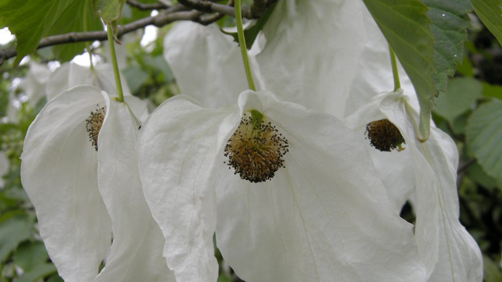 Handkerchief Tree - Cambridge University Botanic Garden
