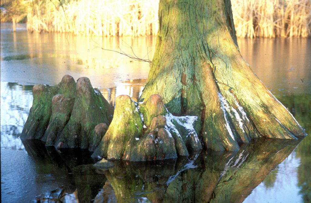 The trunk of a Swamp Cypress descending into water, showing the nobbly ...