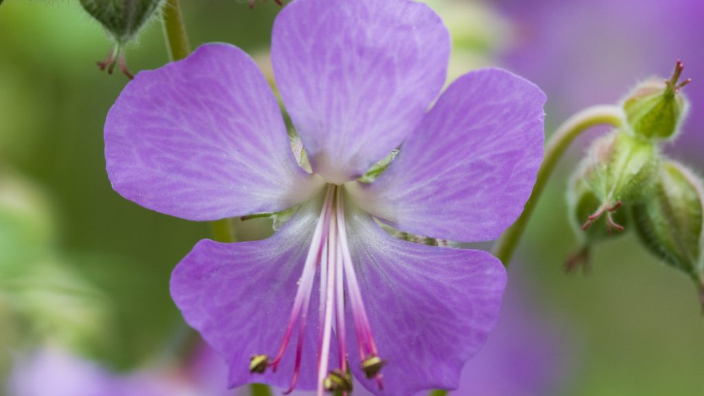 Geranium (species & primary hybrids) - Cambridge University Botanic Garden