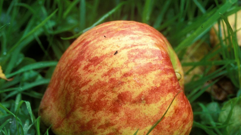 Isaac Newton’s Apple Tree - Cambridge University Botanic Garden