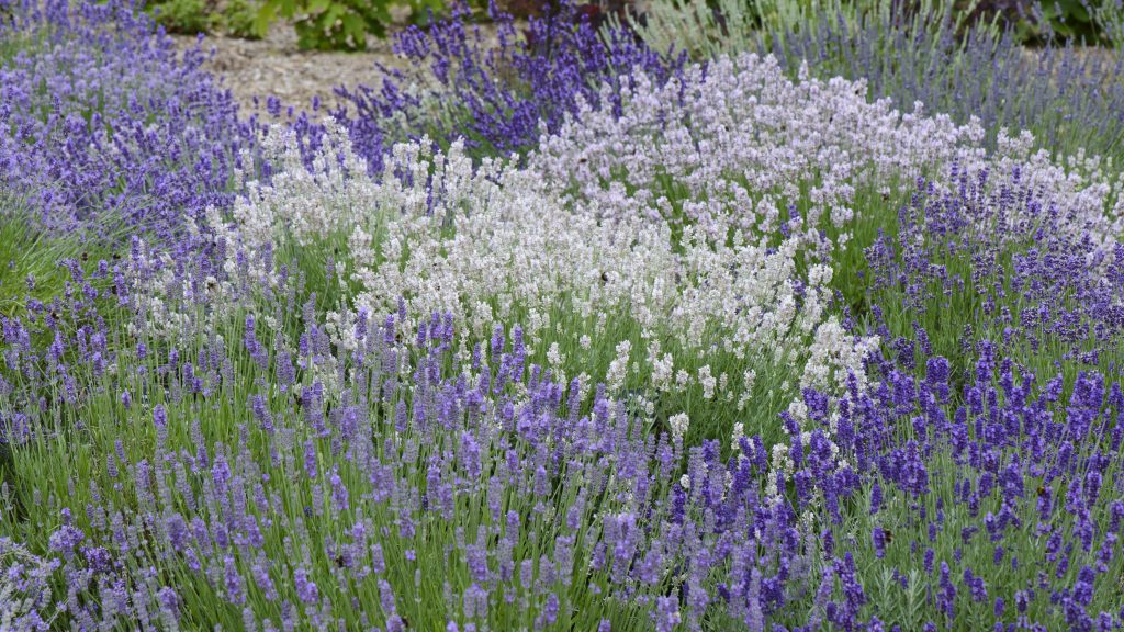 Lavender Bags - DROP-IN ACTIVITY - Cambridge University Botanic Garden