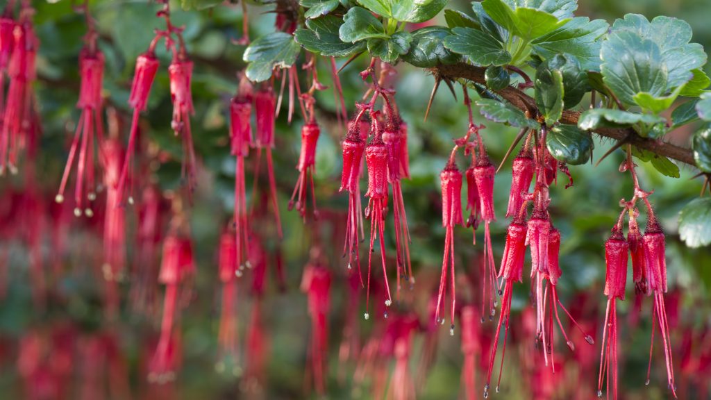 Ribes - Cambridge University Botanic Garden