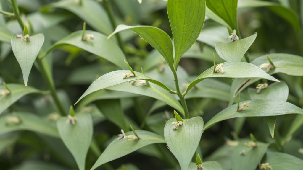 Ruscus - Cambridge University Botanic Garden