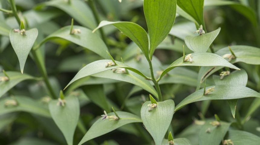 Ruscus - Cambridge University Botanic Garden
