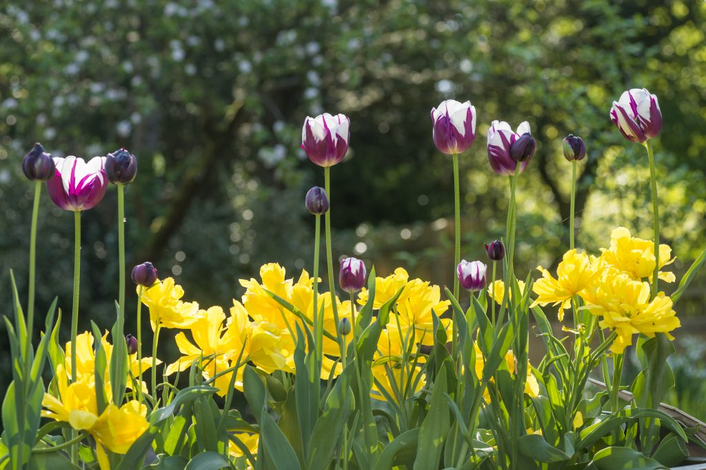 Tulips in schools area - Cambridge Botanic Garden